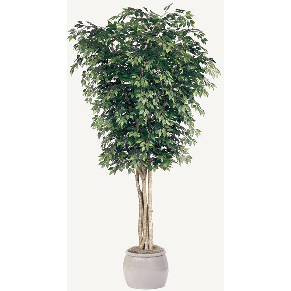 Fire Retardant Ficus Tree with Natural Trunks: Potted