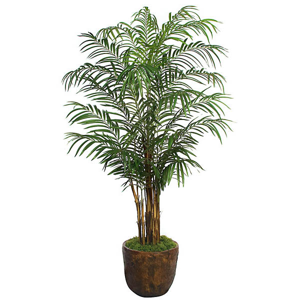 8 foot Areca Palm Tree: Potted | P-70323