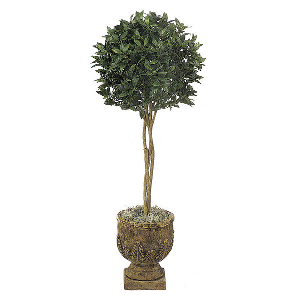 4.5 foot Bay Leaf Ball Topiary: Potted | W-2580