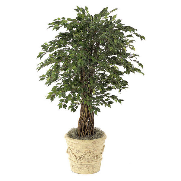4.5 foot Mini Ficus: Potted | W-2500
