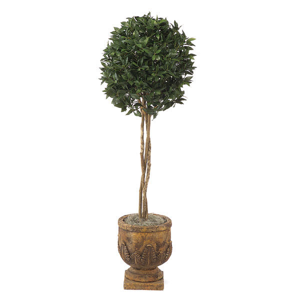 5.5 foot Bay Leaf Ball Topiary: Potted | W-2581