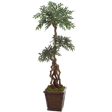 6 Foot Silk Ficus Nitida Tree With Natural Trunks: Potted | Avamia