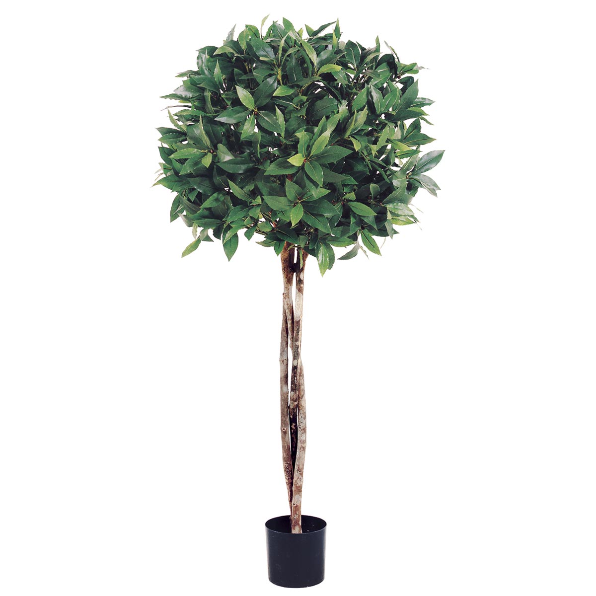 3 foot Bay Leaf Topiary with Braided Trunk: Limited UV (Set of 2) | LPB033-