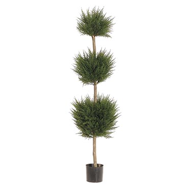 5 Foot Triple Ball Canadian Cypress Topiary: Potted – Skalia