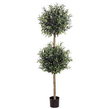 5.5 Foot Double Ball Olive Topiary With Natural Trunk: Potted | Tagdrive