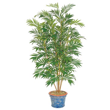 8 foot Bamboo Palm Tree: Potted Reviews - Bonnie264