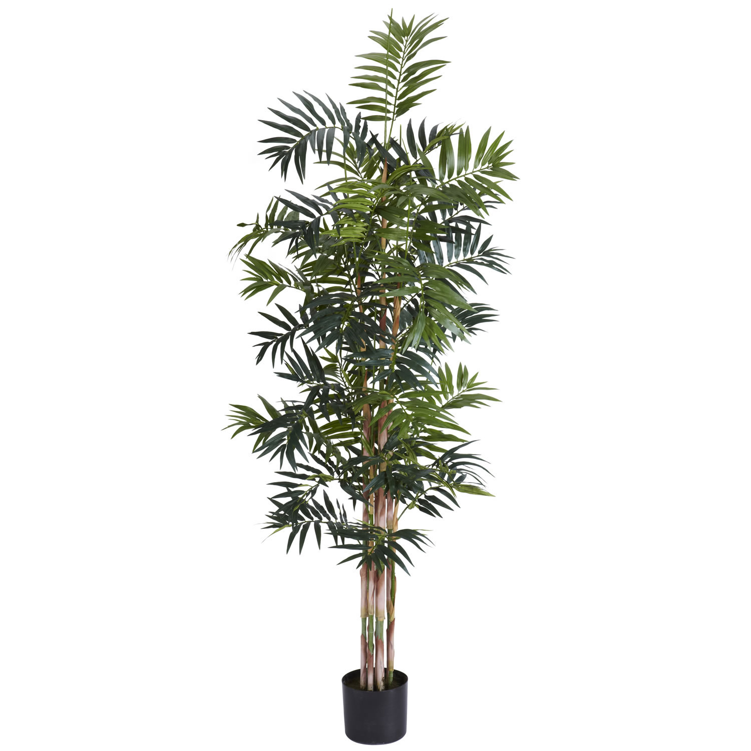 6 foot Bamboo Palm Tree: Potted | 5320