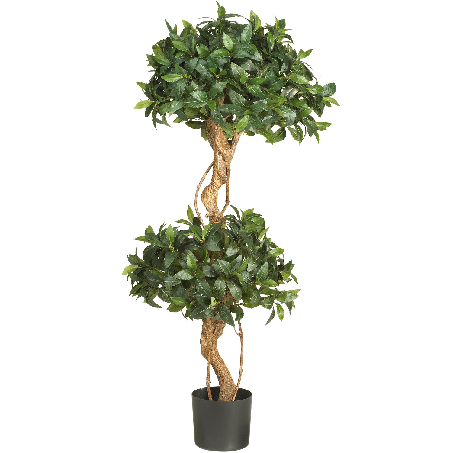4 foot Sweet Bay Double Ball Topiary: Potted | 5233