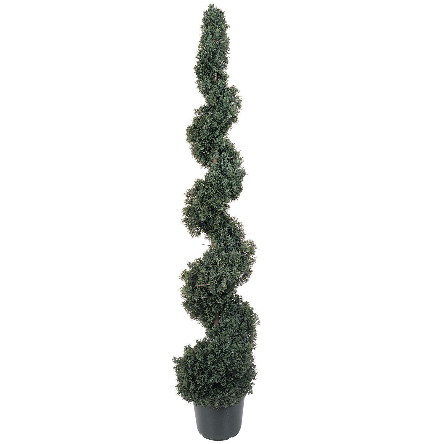 5 foot Cedar Spiral Topiary: Potted | 5166