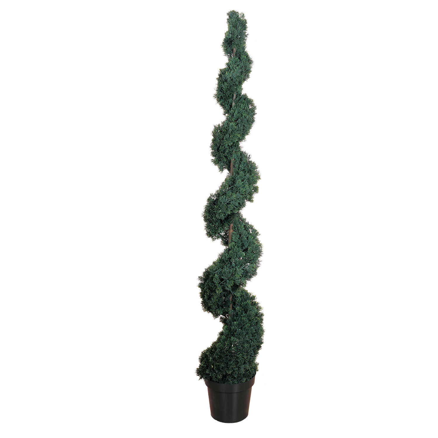 6 foot Cedar Spiral Topiary: Potted | 5167