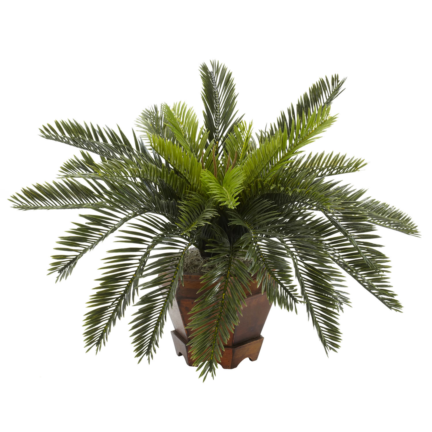 15 inch Cycas Palms in Hexagon Planter | 6657