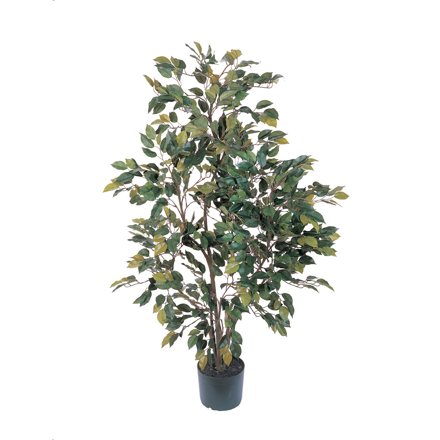4 foot Ficus Tree: Potted | 5074