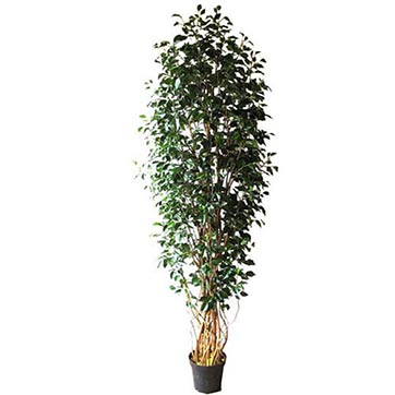 8 foot New Ficus Tree: Potted - Credible574