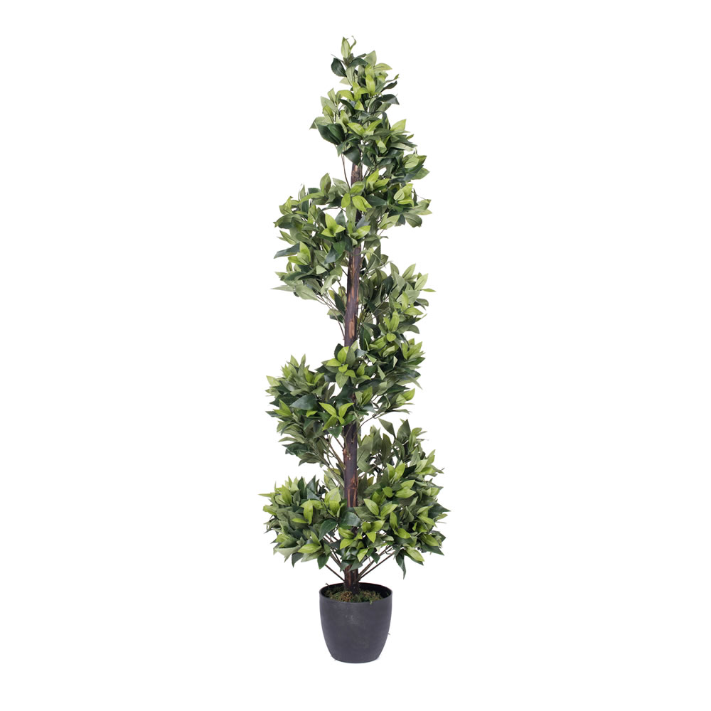 5 foot Bay Spiral Topiary: Potted | T161060