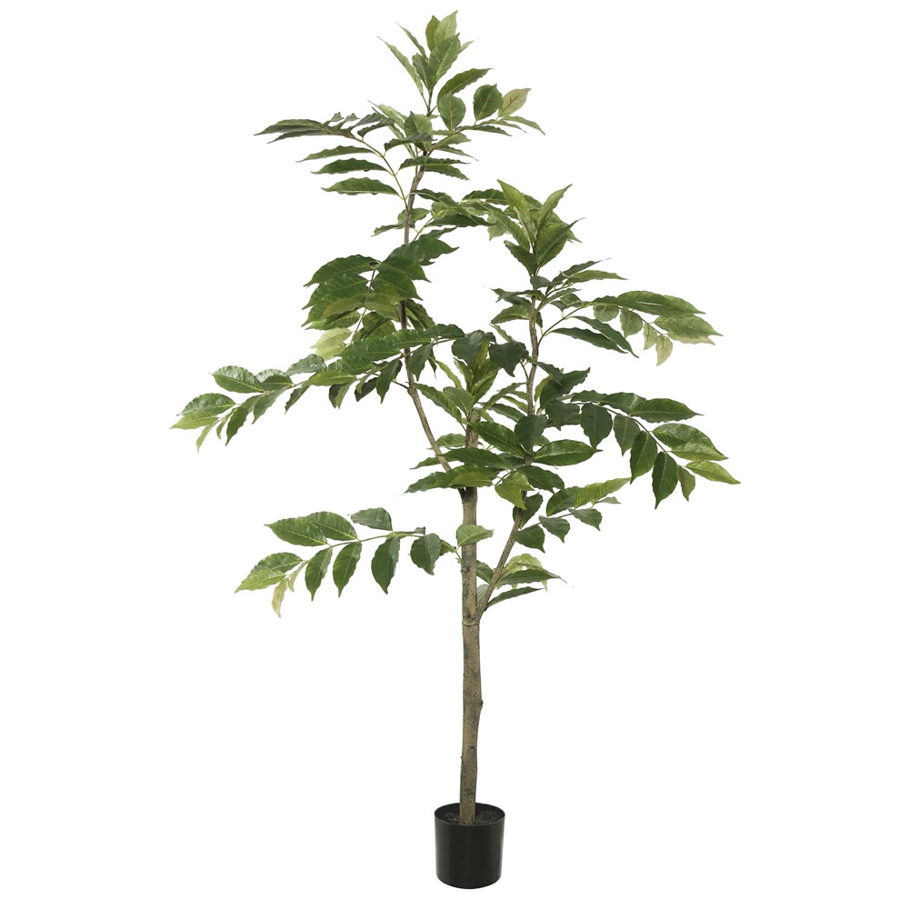 4 foot Nandina Tree: Potted | TB170848