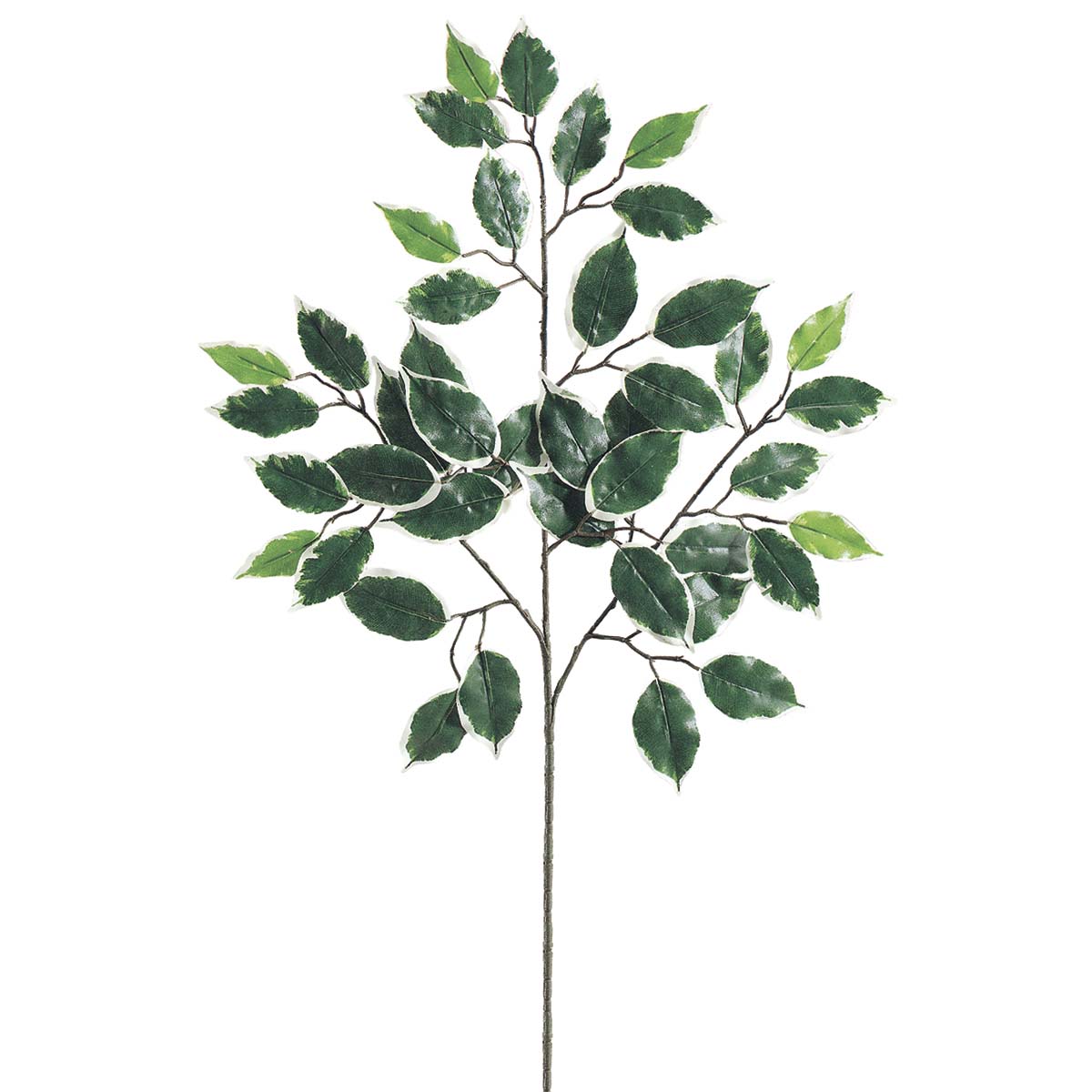23 inch Variegated Ficus Branch (Set of 12) - OVERSTOCK | PSF731-