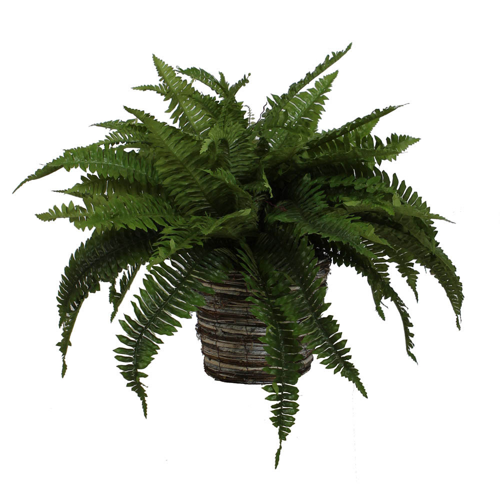 Our Yearly Fern Sale is On