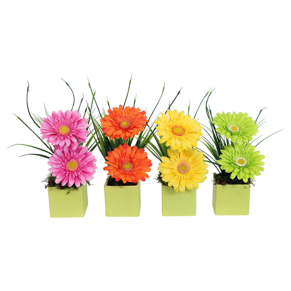 10 inch Assorted Gerbera Daisies in a Lime Cube (Set of 4) | F12169